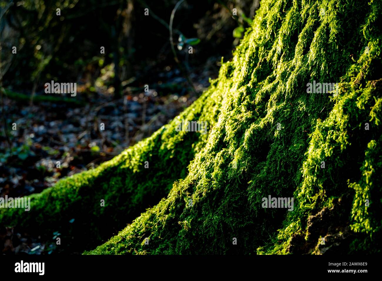 Afternoon sunlight hitting moss on bottom of giant tree trunk in forest ...
