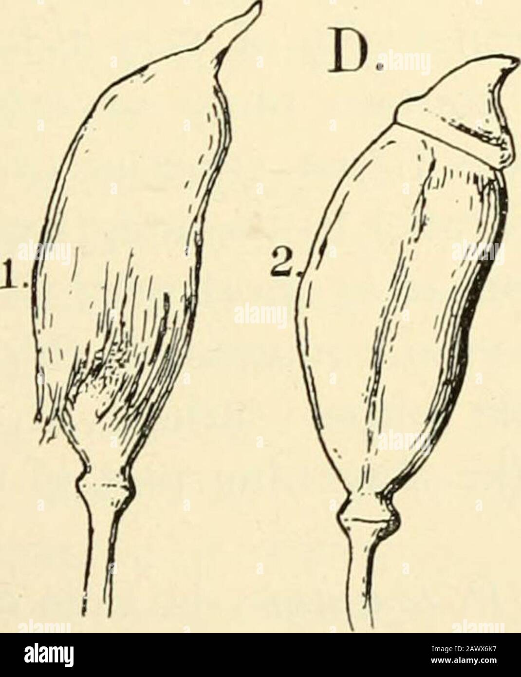 The structure & development of the mosses and ferns (Archegoniatae ...