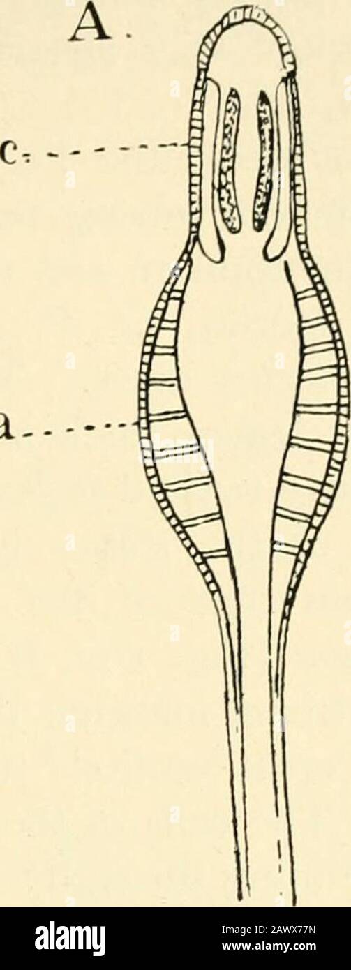 The structure & development of the mosses and ferns (Archegoniatae) . a ...