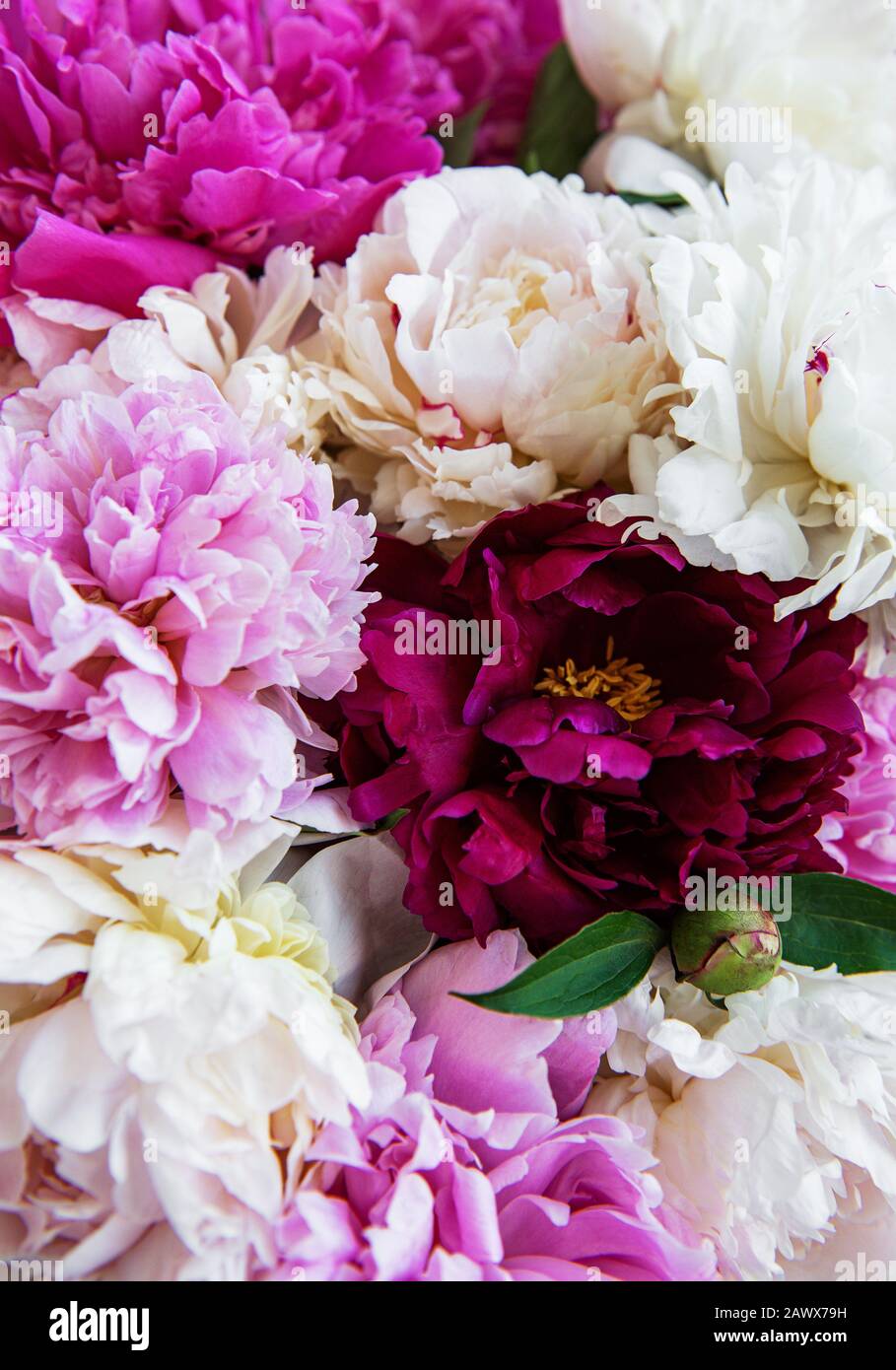 Fresh bright blooming peonies flowers as a natural background Stock ...