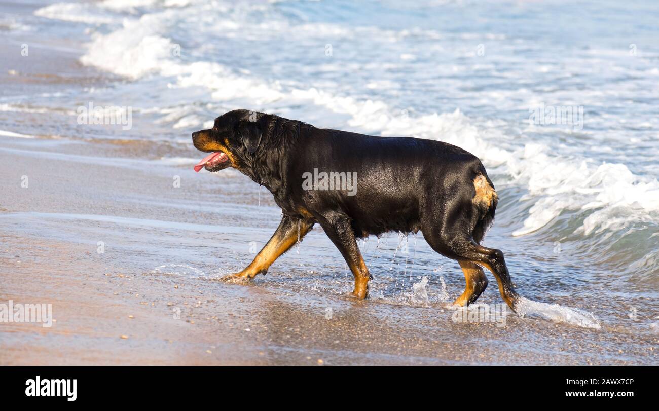 A Rottweiler running at the beach during summertime. Dangerous breed ...