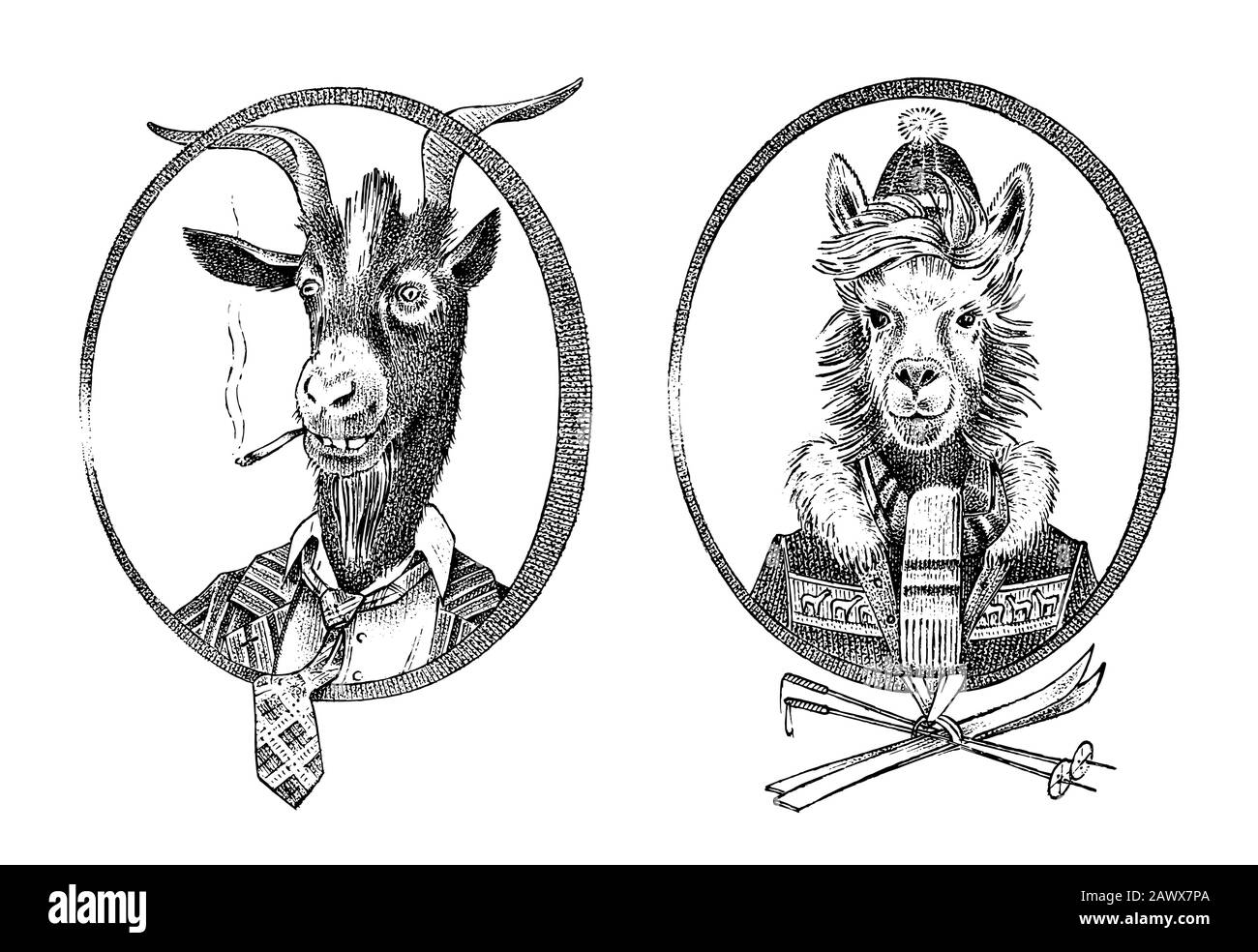 Animal character. smoking goat student and alpaca or Llama or Guanaco ...