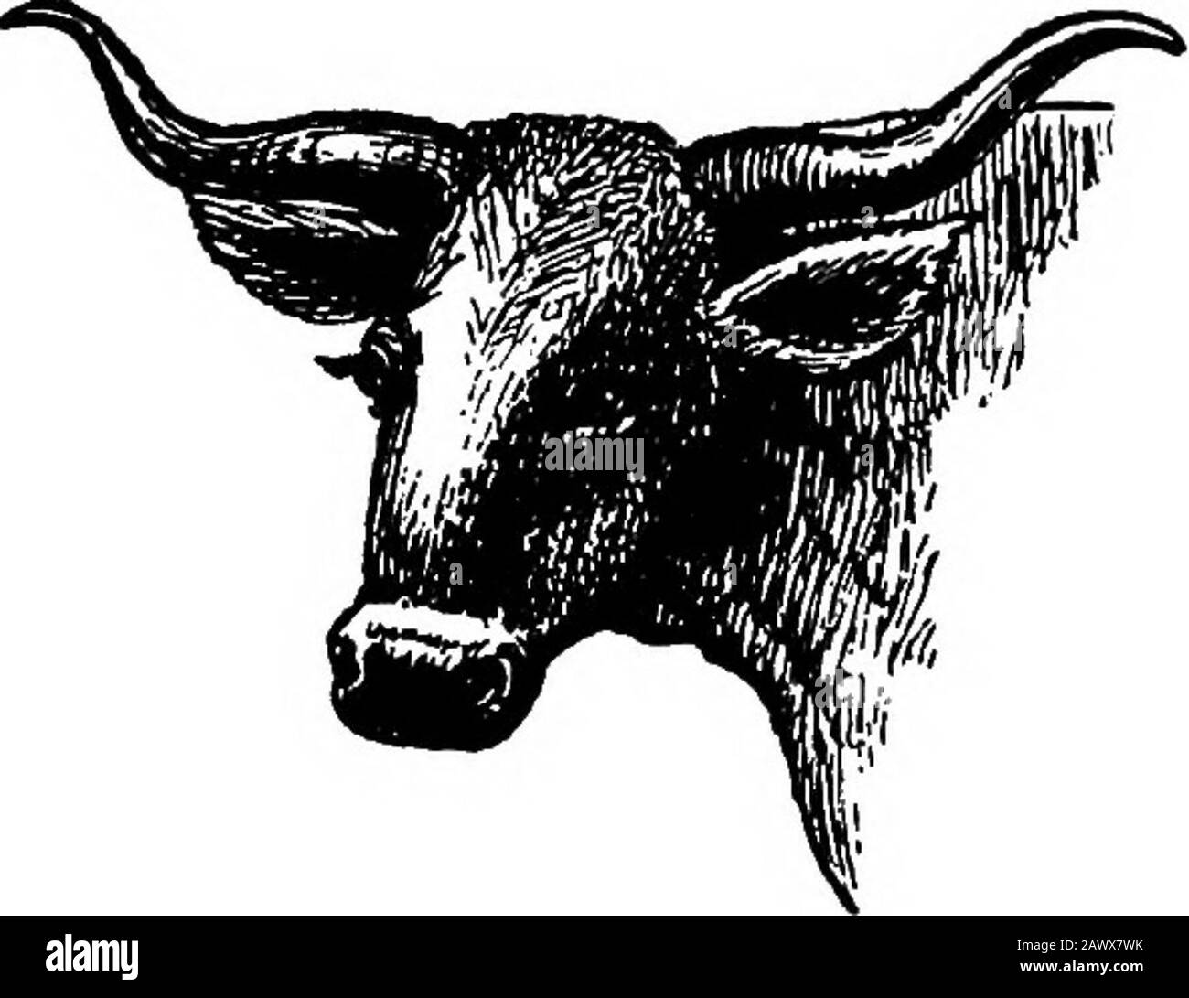 The evolution of British cattle and the fashioning of breeds . SICILIAN ...