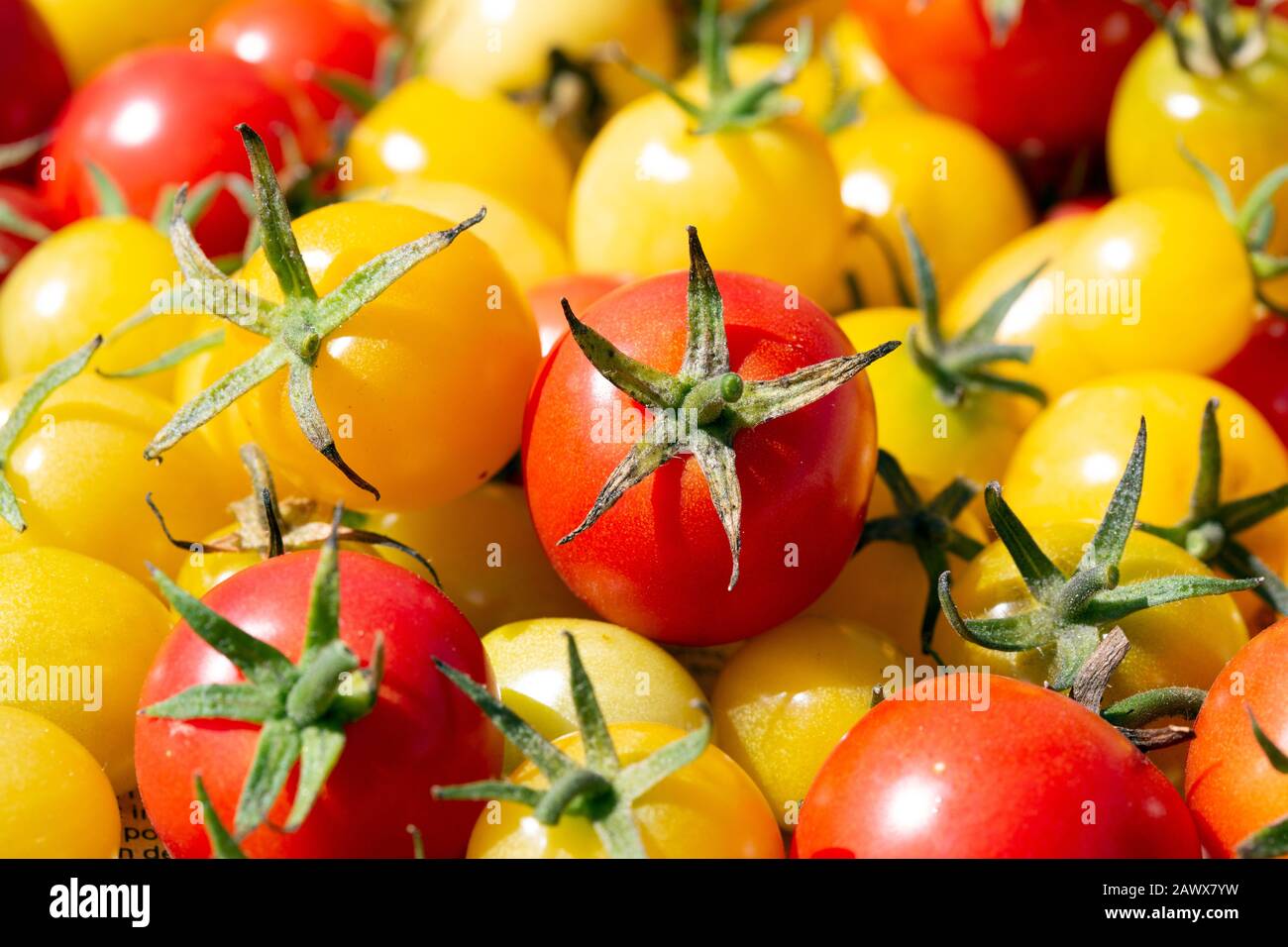 Yellow and red colored Cherry Tomatoes - Solanum lycopersicum Stock ...