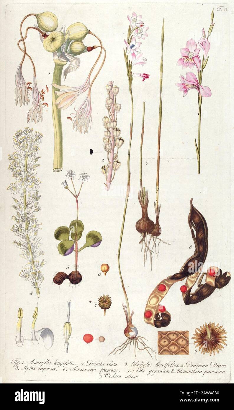 Fragmenta botanica, figuris coloratis illustrata (T. 2 Stock Photo - Alamy