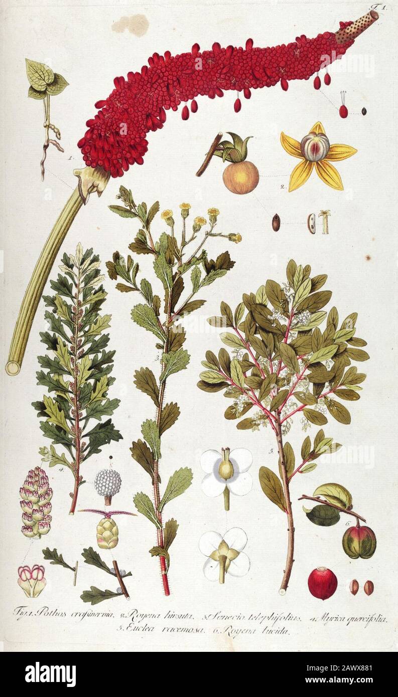 Fragmenta botanica, figuris coloratis illustrata (T. 1 Stock Photo - Alamy