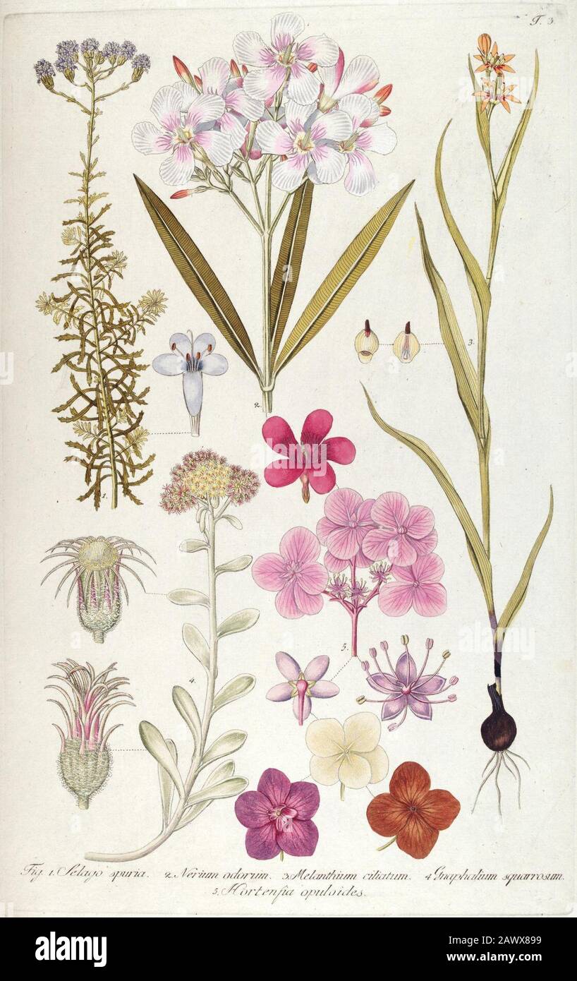 Fragmenta botanica, figuris coloratis illustrata (T. 3 Stock Photo - Alamy