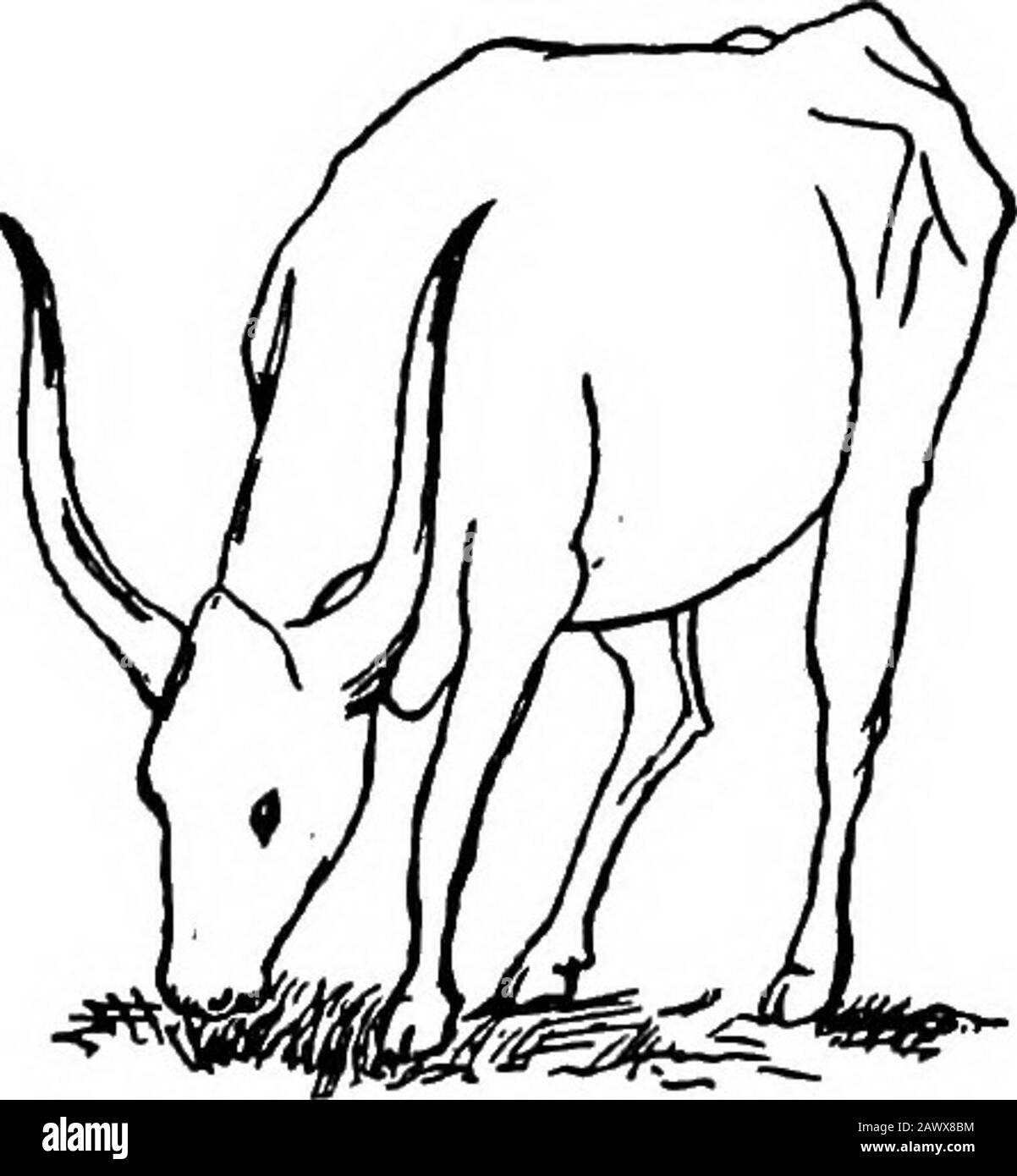 The evolution of British cattle and the fashioning of breeds . ROMAN OX ...