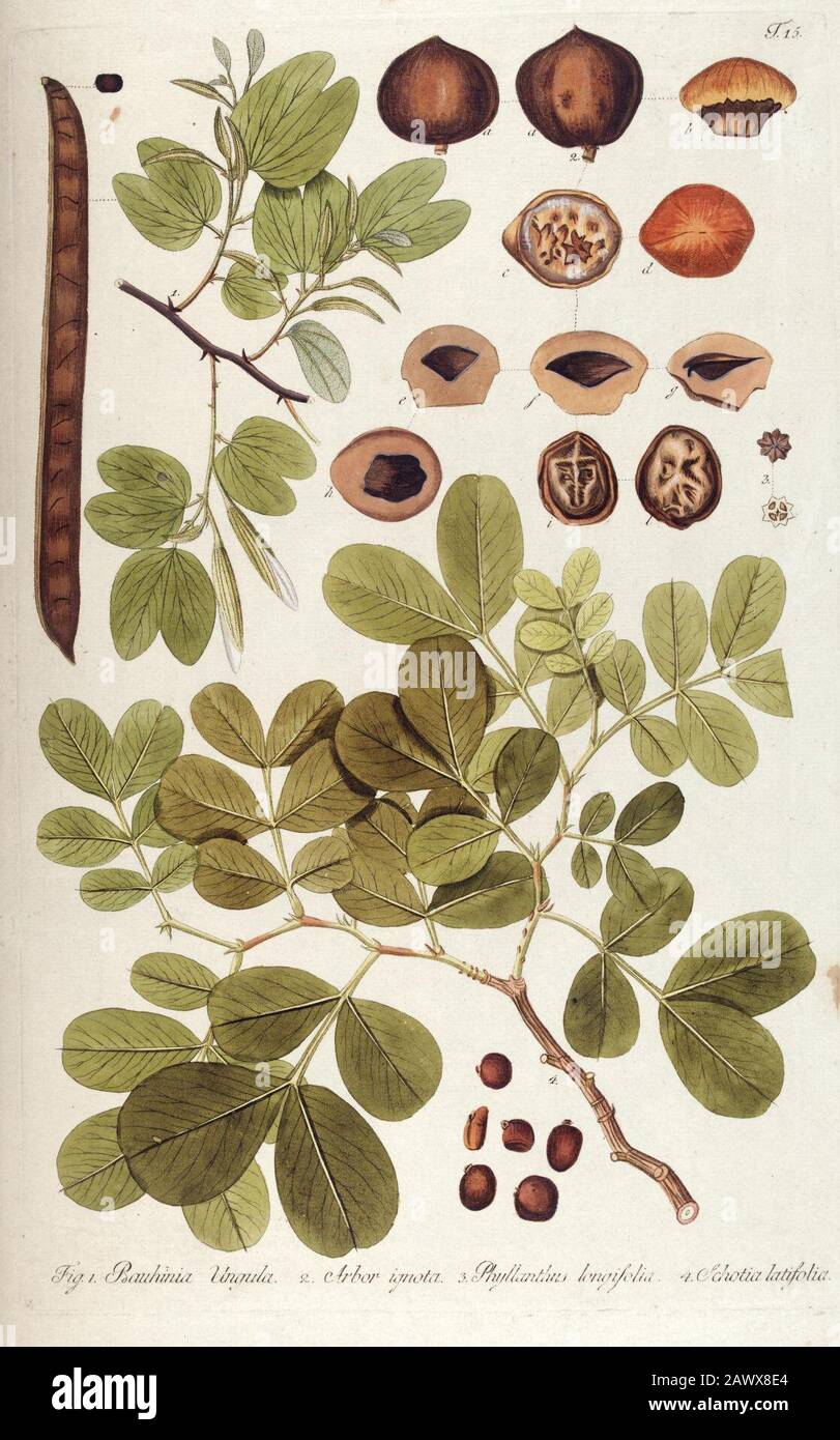 Fragmenta botanica, figuris coloratis illustrata (T. 15 Stock Photo - Alamy