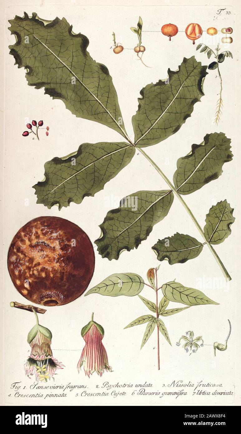 Fragmenta botanica, figuris coloratis illustrata (T. 33 Stock Photo - Alamy