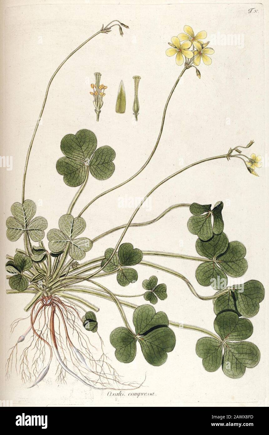 Fragmenta botanica, figuris coloratis illustrata (T. 37 Stock Photo - Alamy