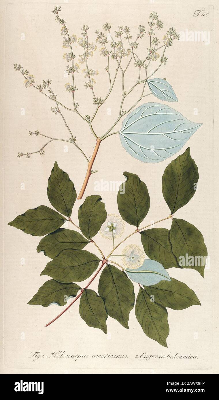 Fragmenta botanica, figuris coloratis illustrata (T. 45 Stock Photo - Alamy