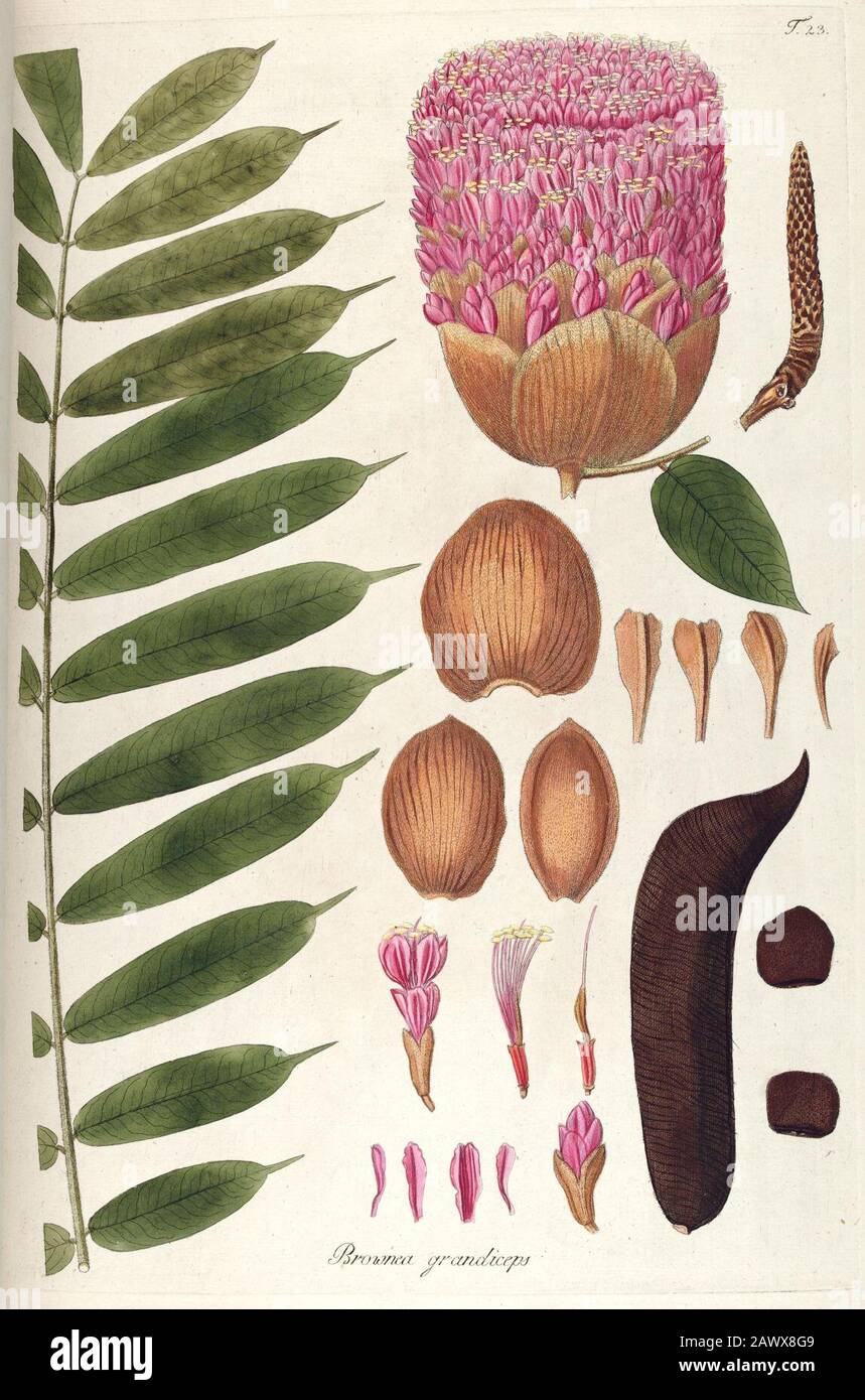 Fragmenta botanica, figuris coloratis illustrata (T. 23 Stock Photo - Alamy