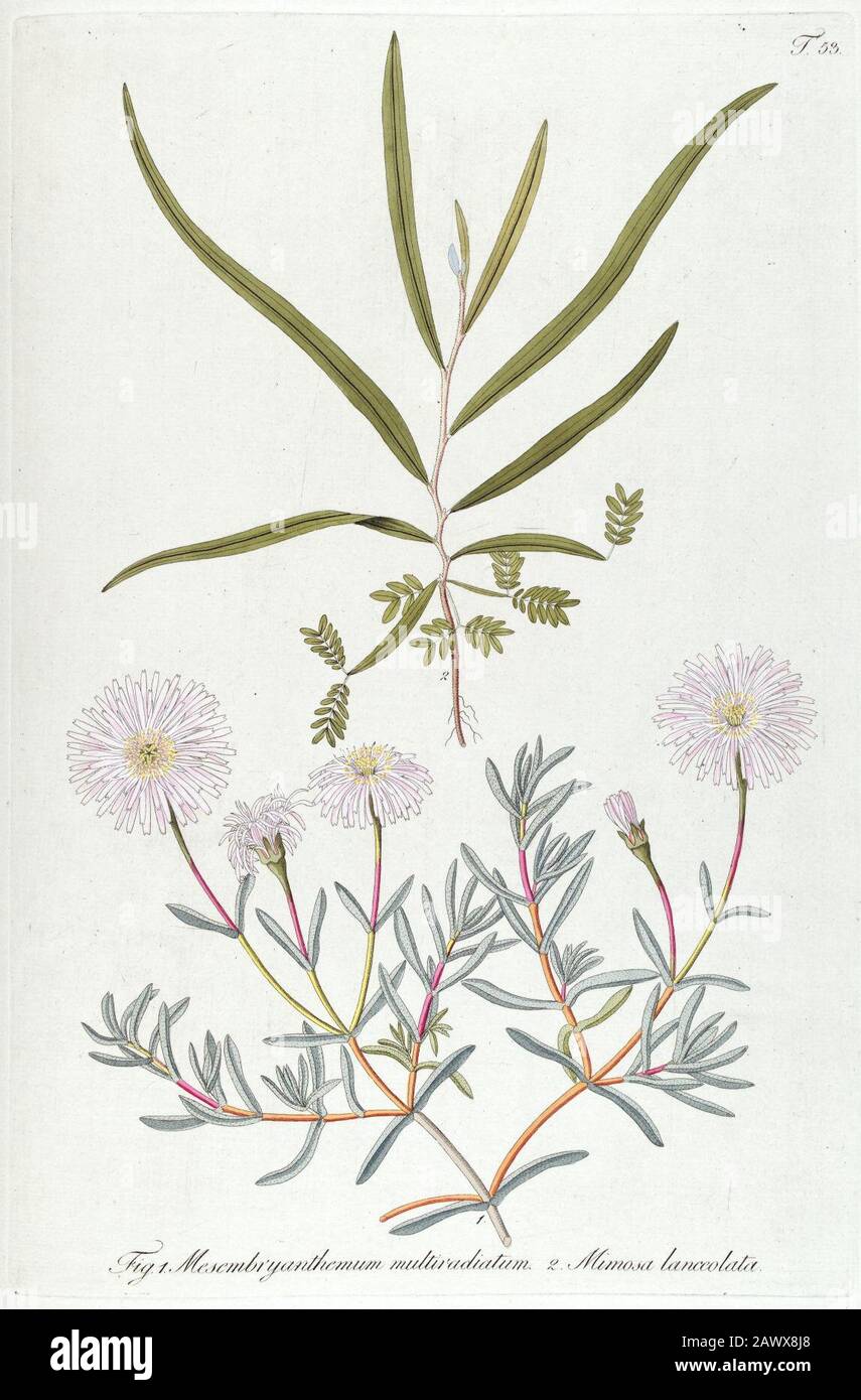 Fragmenta botanica, figuris coloratis illustrata (T. 53 Stock Photo - Alamy