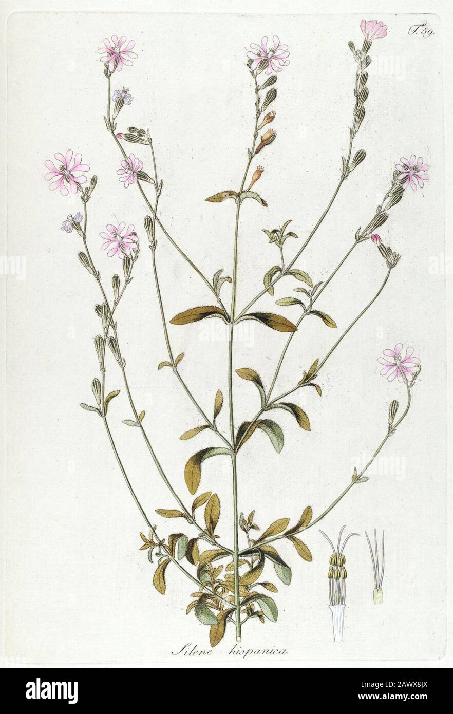 Fragmenta botanica, figuris coloratis illustrata (T. 59 Stock Photo - Alamy