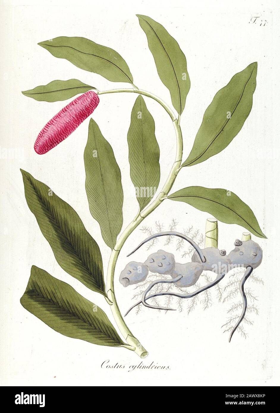 Fragmenta botanica, figuris coloratis illustrata (T. 77 Stock Photo - Alamy