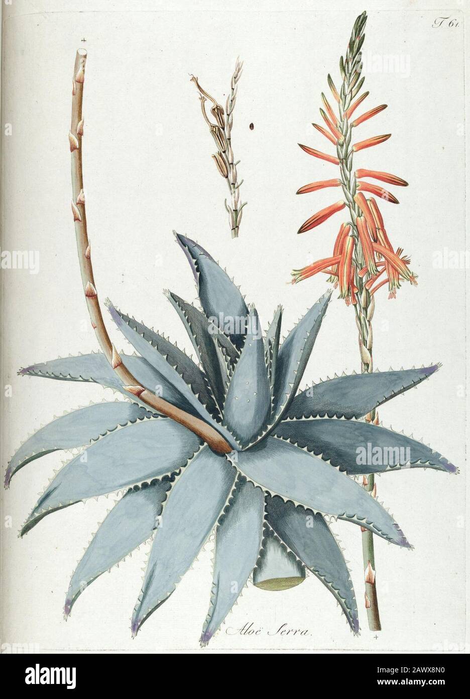 Fragmenta botanica, figuris coloratis illustrata (T. 61 Stock Photo - Alamy