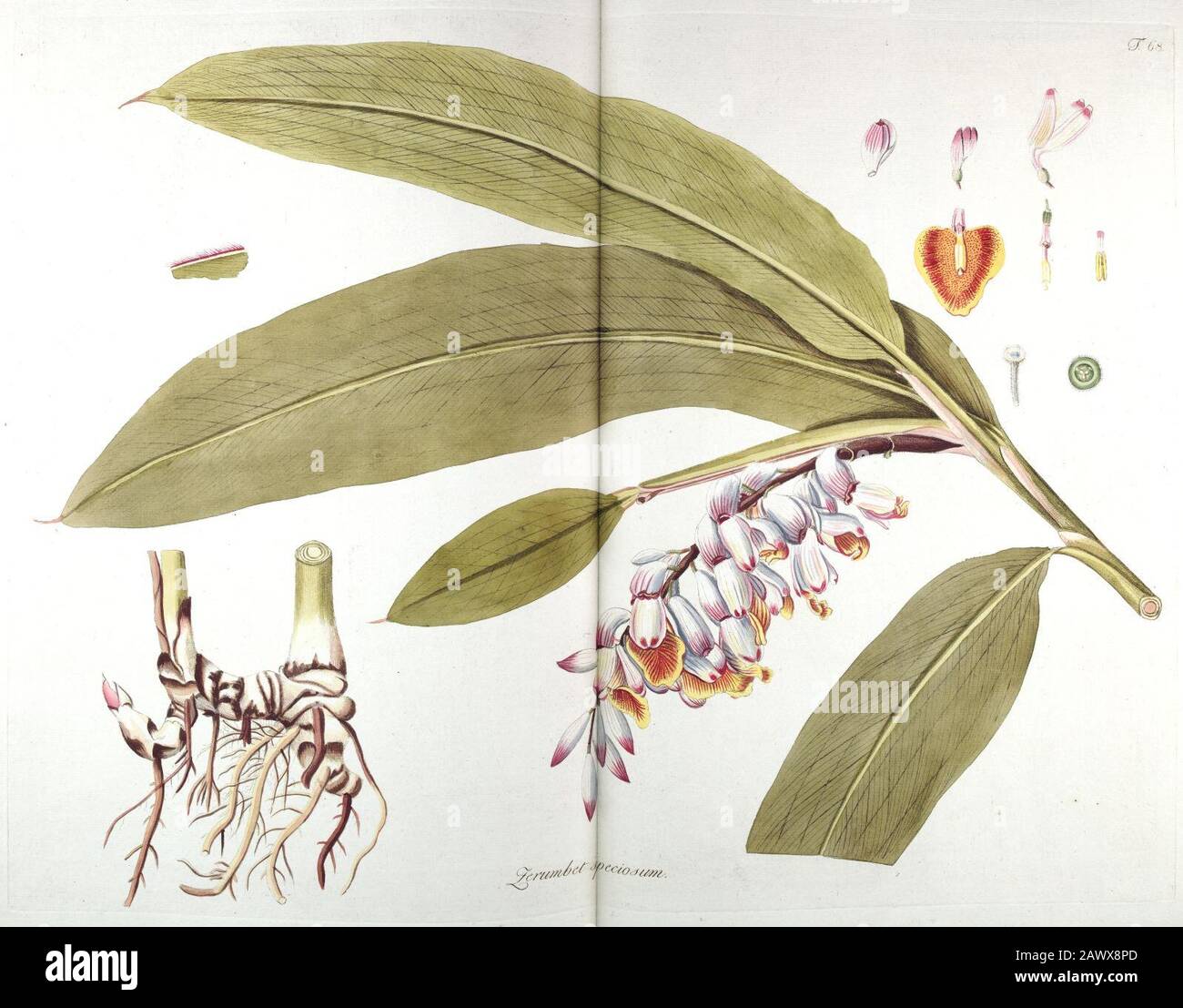 Fragmenta botanica hi-res stock photography and images - Alamy