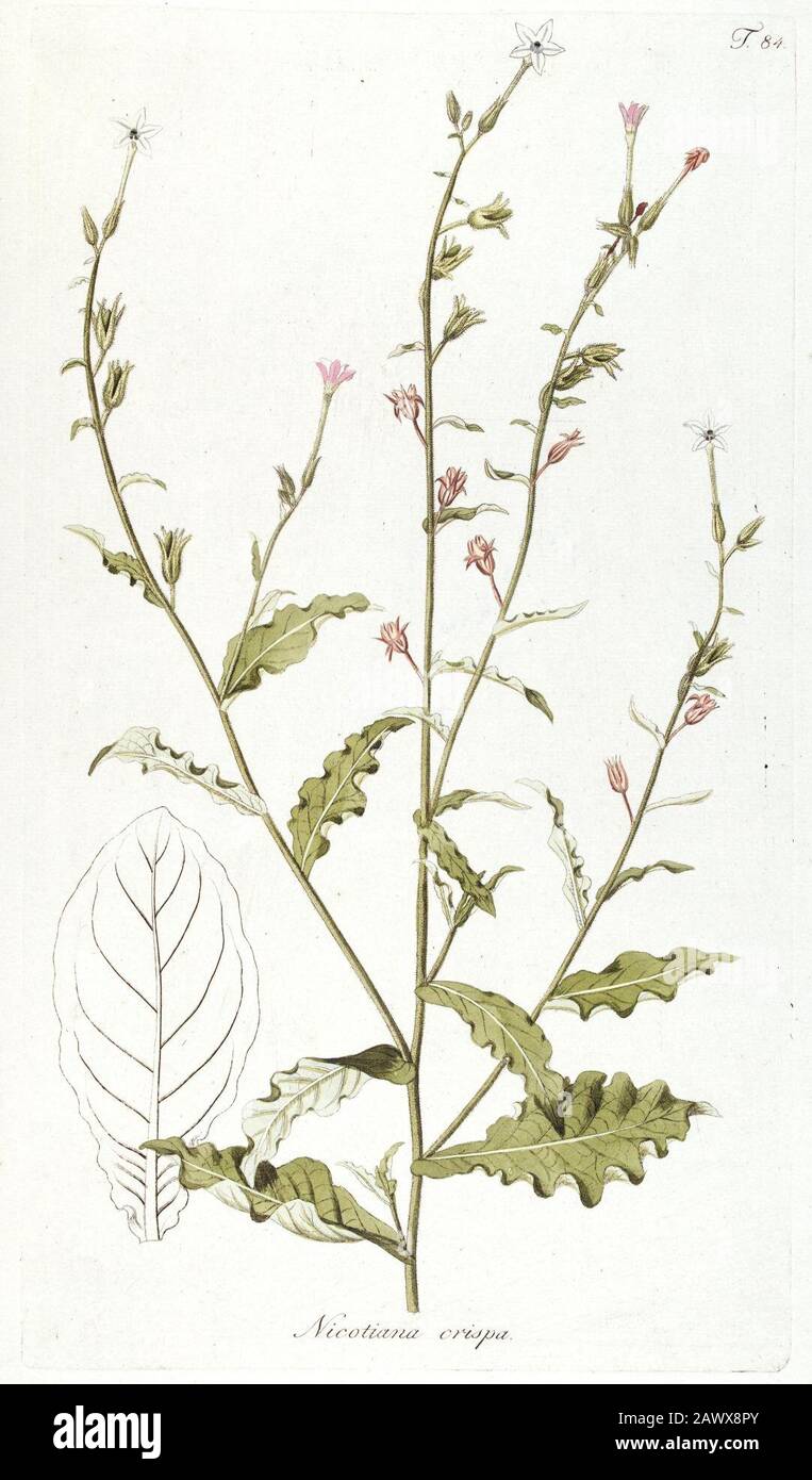 Fragmenta botanica, figuris coloratis illustrata (T. 84 Stock Photo - Alamy