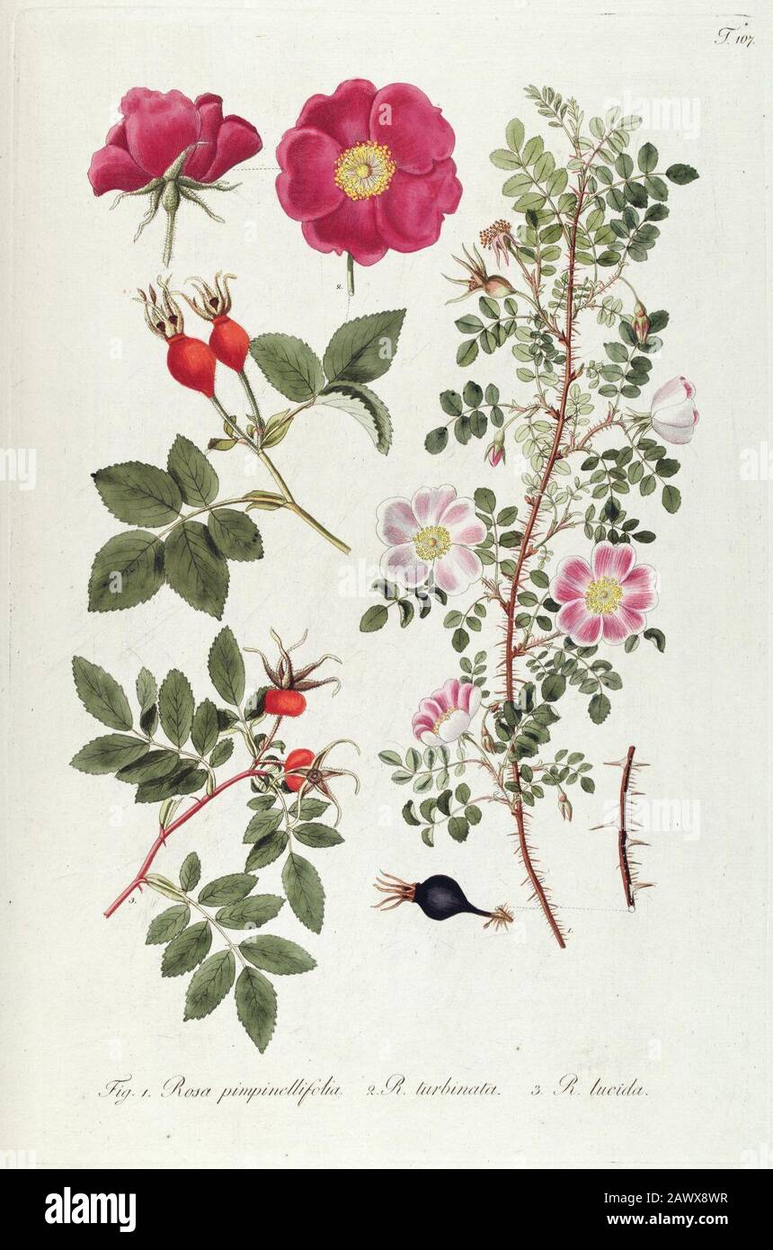 Fragmenta botanica, figuris coloratis illustrata (T. 107 Stock Photo ...