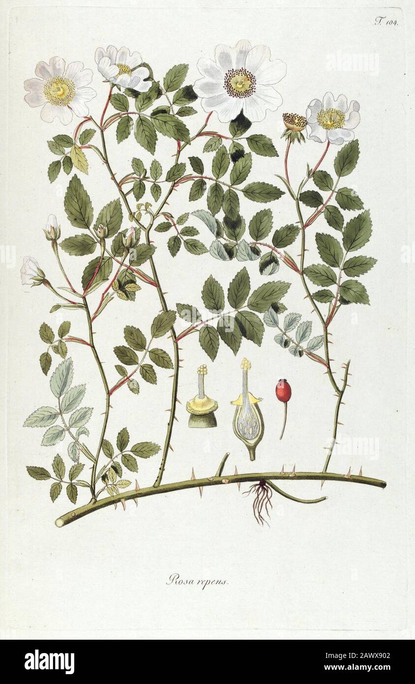 Fragmenta botanica, figuris coloratis illustrata (T. 104 Stock Photo ...