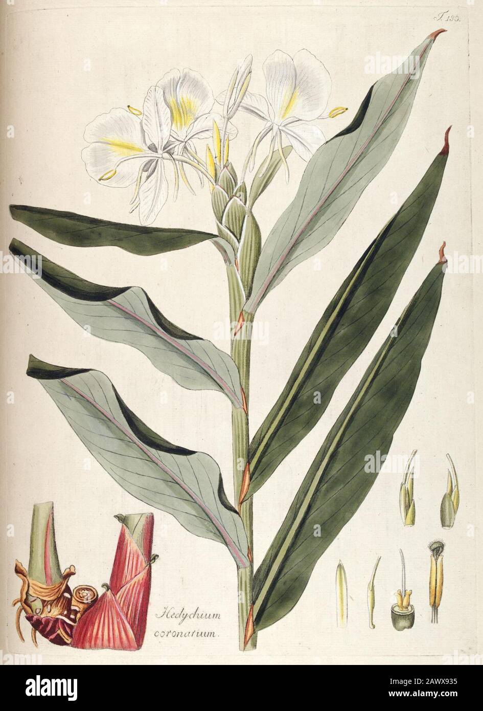 Fragmenta botanica, figuris coloratis illustrata (T. 130 Stock Photo ...