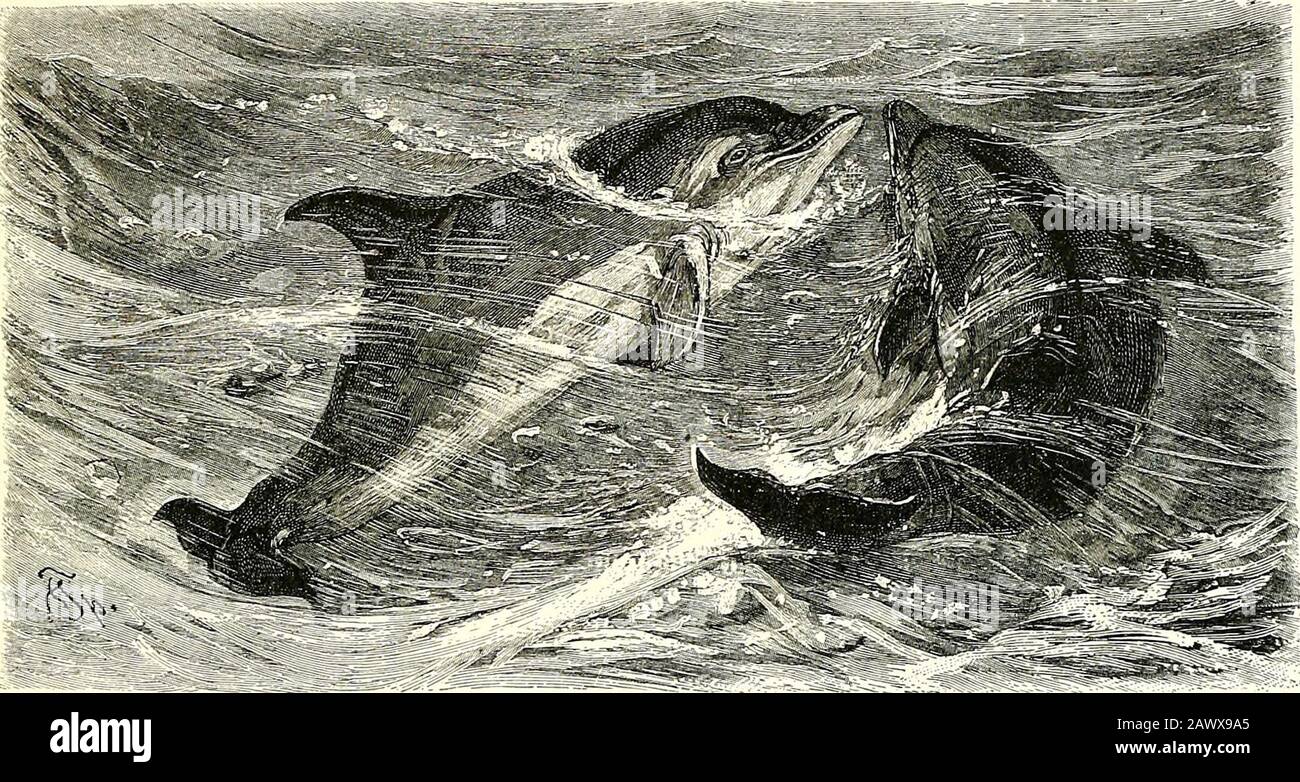 Halibut stomach hi-res stock photography and images - Alamy