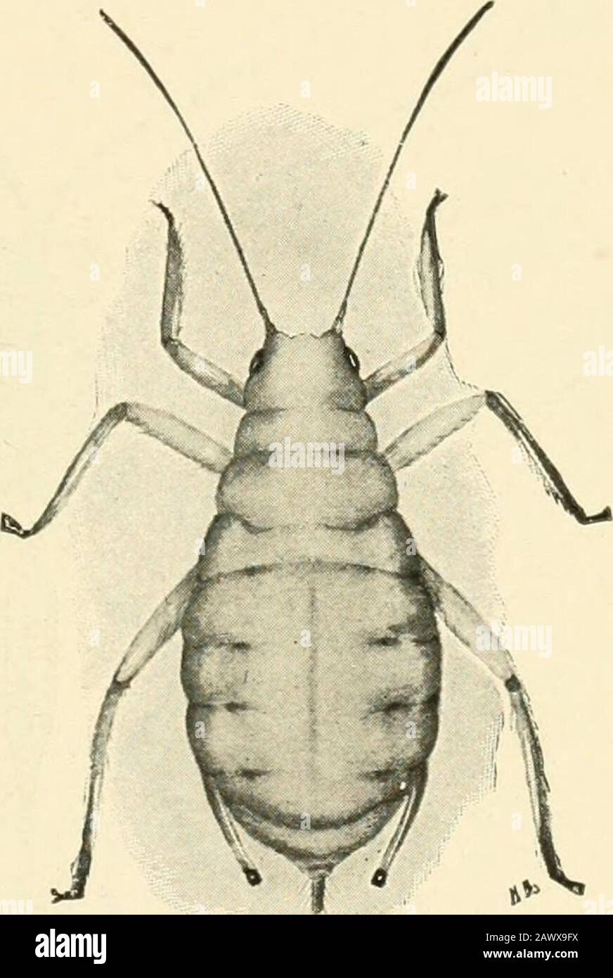 Wingless wasp hi-res stock photography and images - Alamy