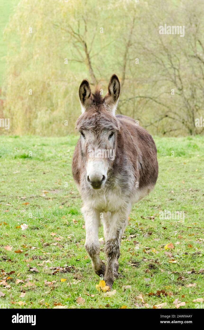 Domestic donkey, Equus africanus asinus, on a pasture in the ...