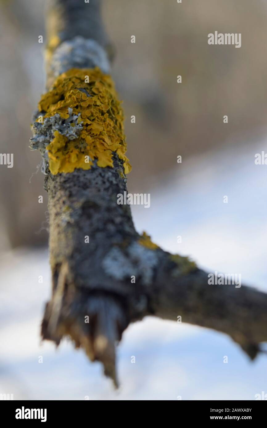 Lichen on a branch isolated on white background hi-res stock ...