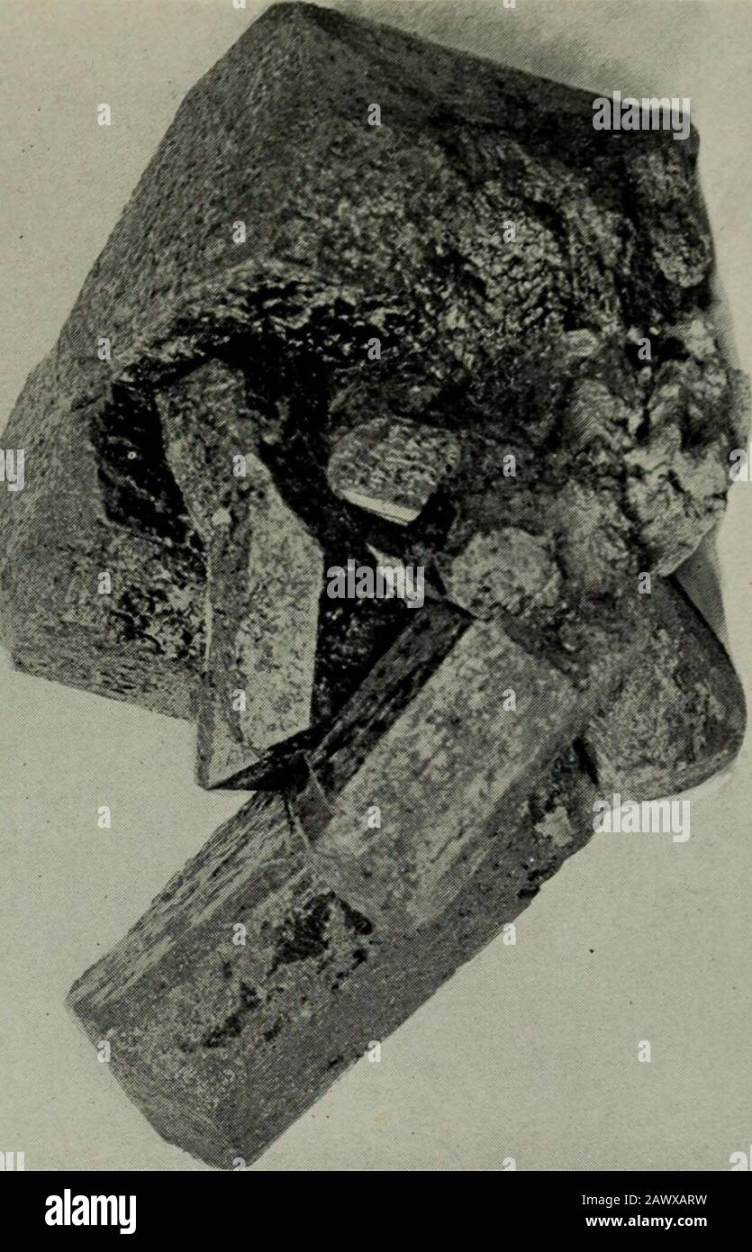 Beryllia hi-res stock photography and images - Alamy