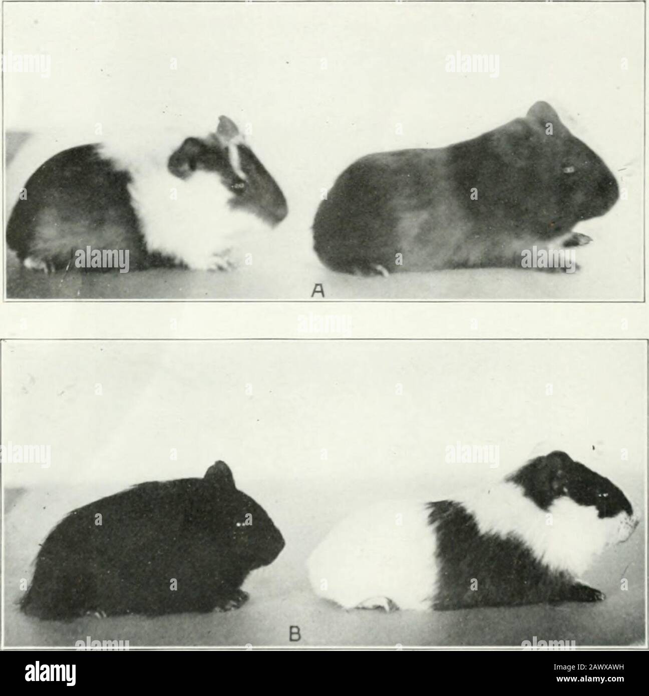 Archives of internal medicine . poorly formed. This condition is ...