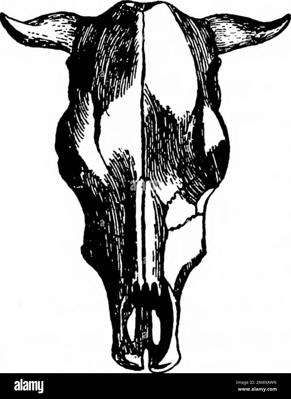The evolution of British cattle and the fashioning of breeds . BOS ...