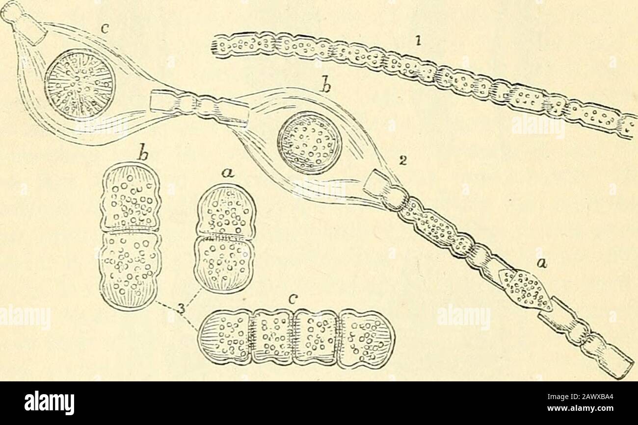 Filamentous diatoms hi-res stock photography and images - Alamy