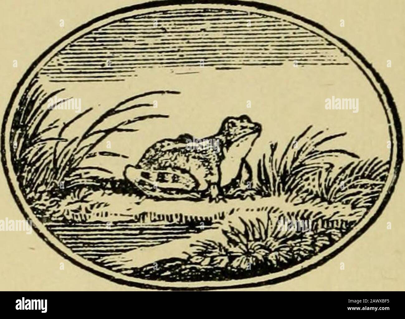 Many toads hi-res stock photography and images - Alamy