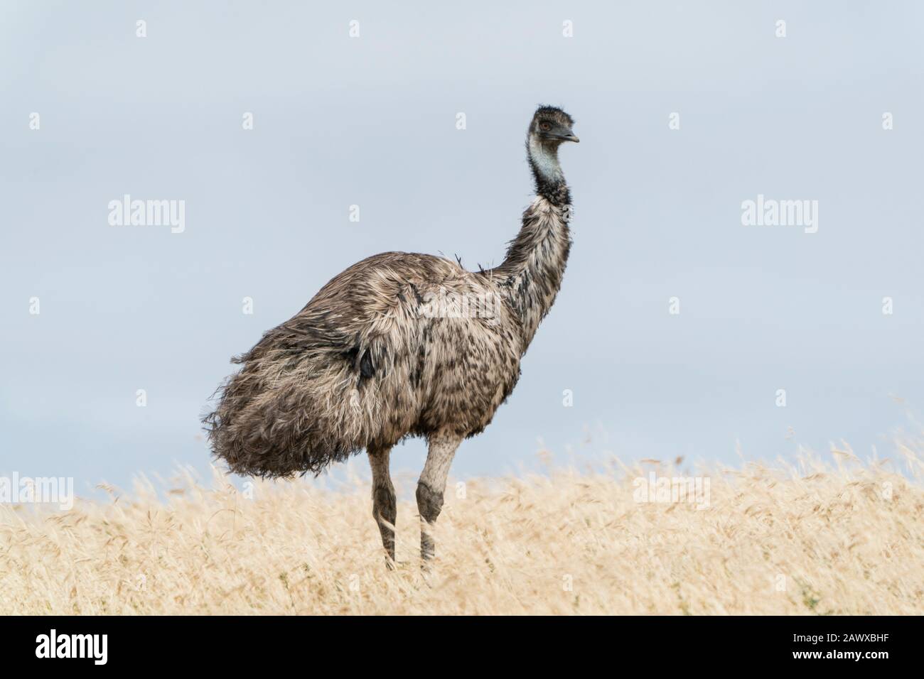 Emu bushes hi-res stock photography and images - Alamy