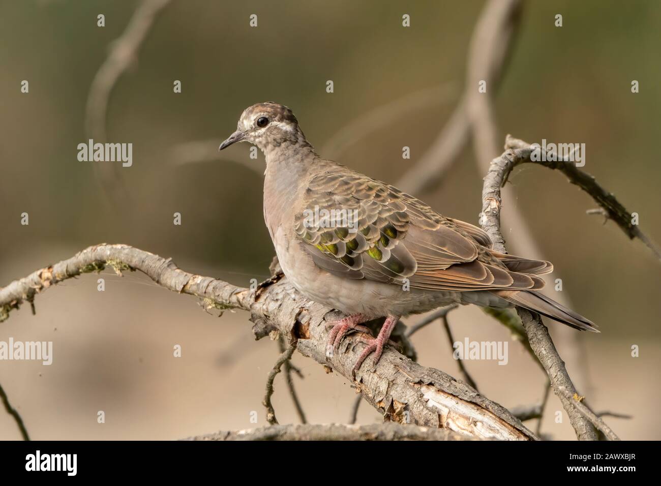 common bronzewing (Phaps chalcoptera) adult perched in tree, Victoria ...