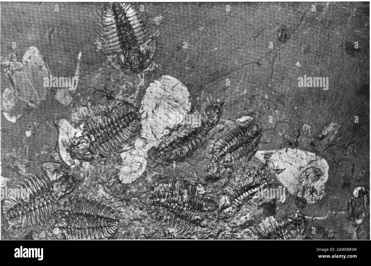 Fragments of a colony of marine animals on a slab of black rock Stock ...