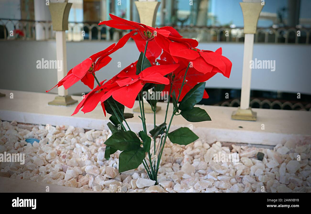 Red Flowers in the Garden, Sharm El-sheikh, Egypt Stock Photo - Alamy