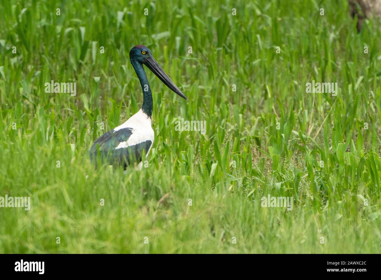 Stork eating frog hi-res stock photography and images - Alamy