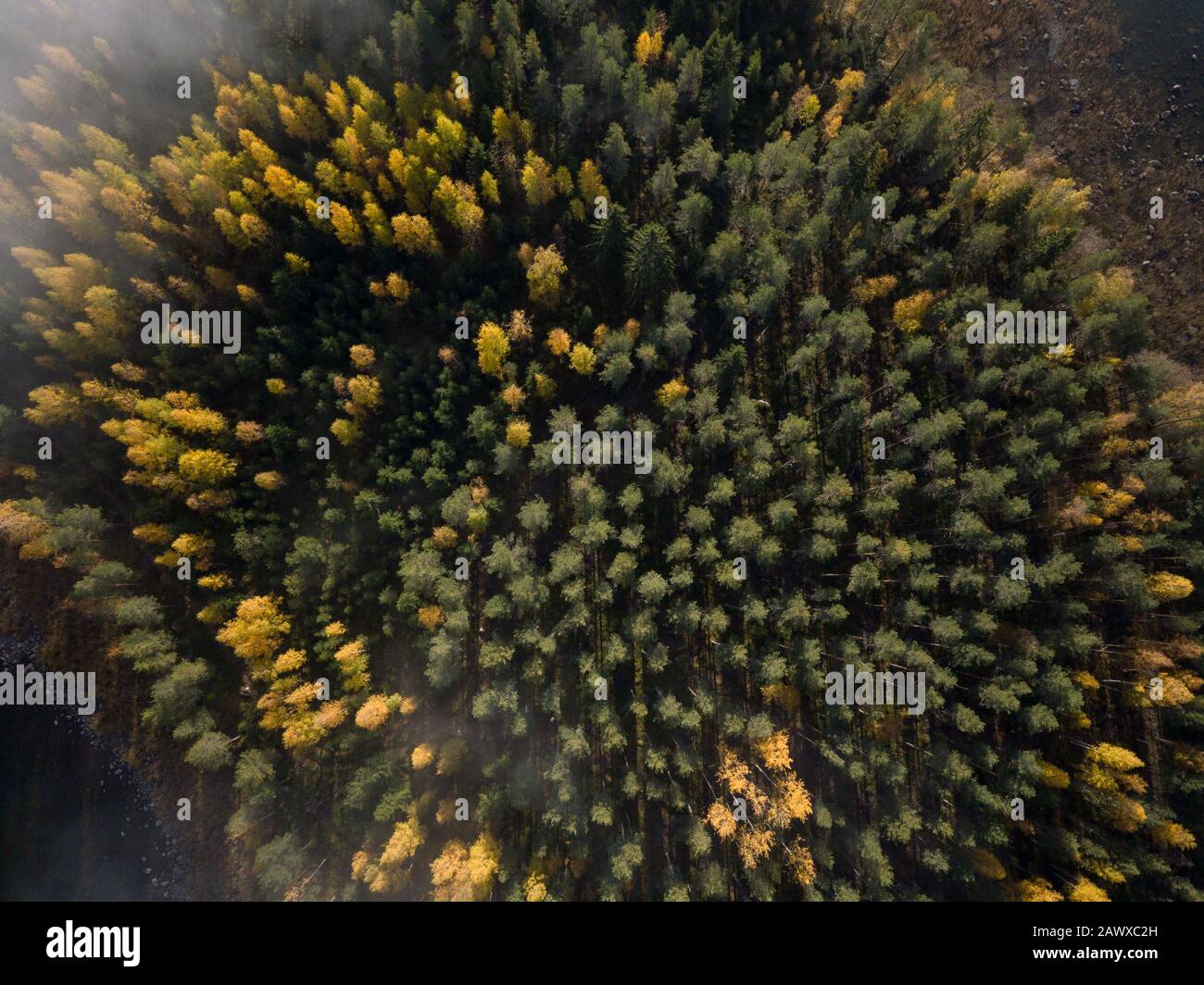 Aerial view of forest in island with autumn foliage Stock Photo - Alamy
