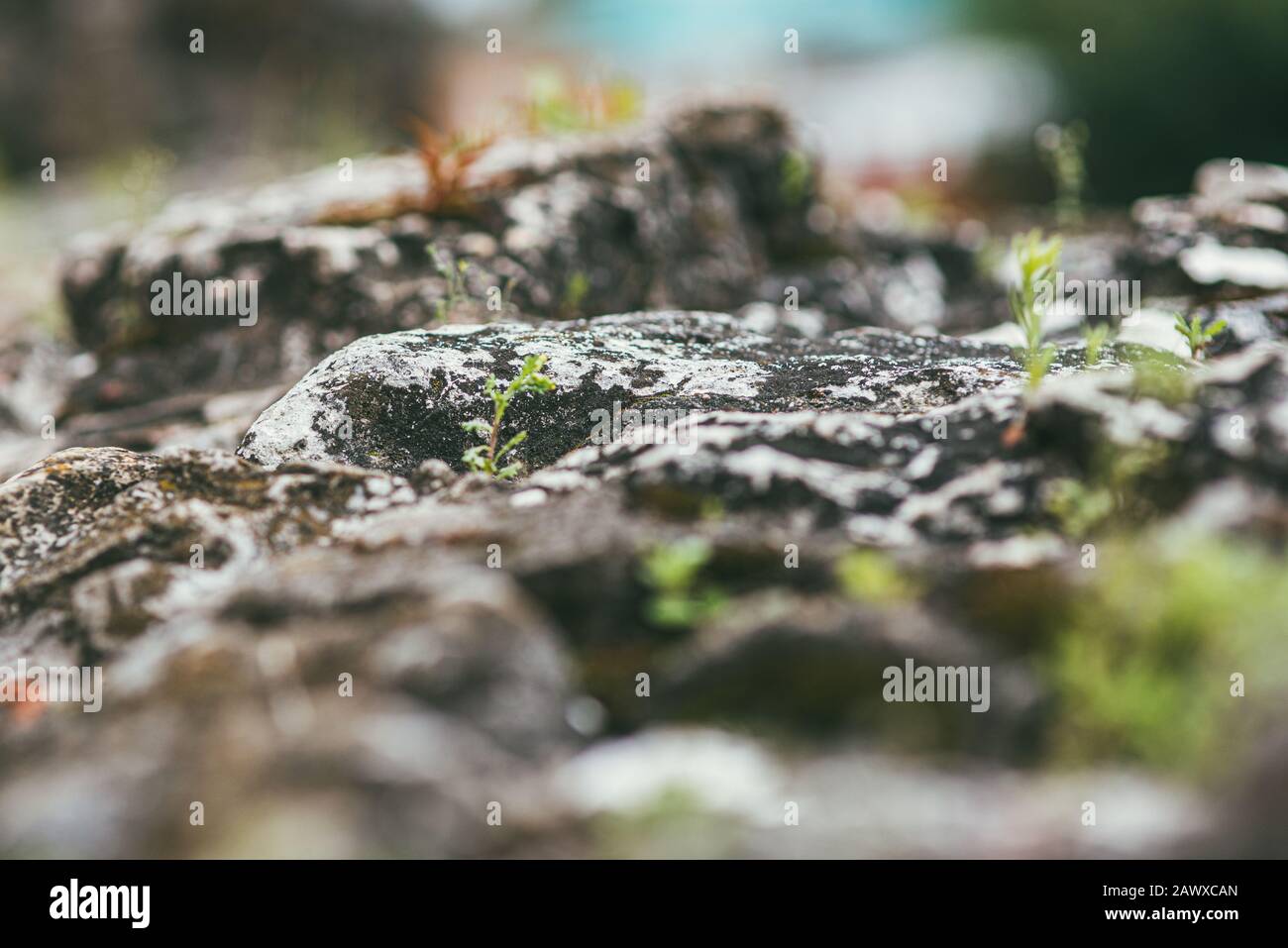 Plant sprouting rock hi-res stock photography and images - Alamy