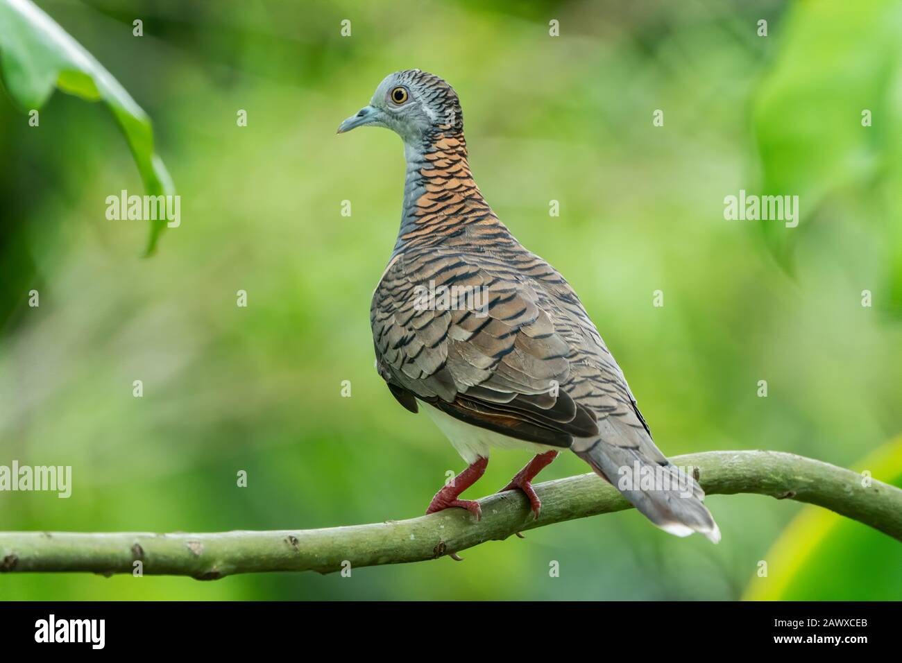 Queensland bar shouldered doves geopelia humeralis hi-res stock ...