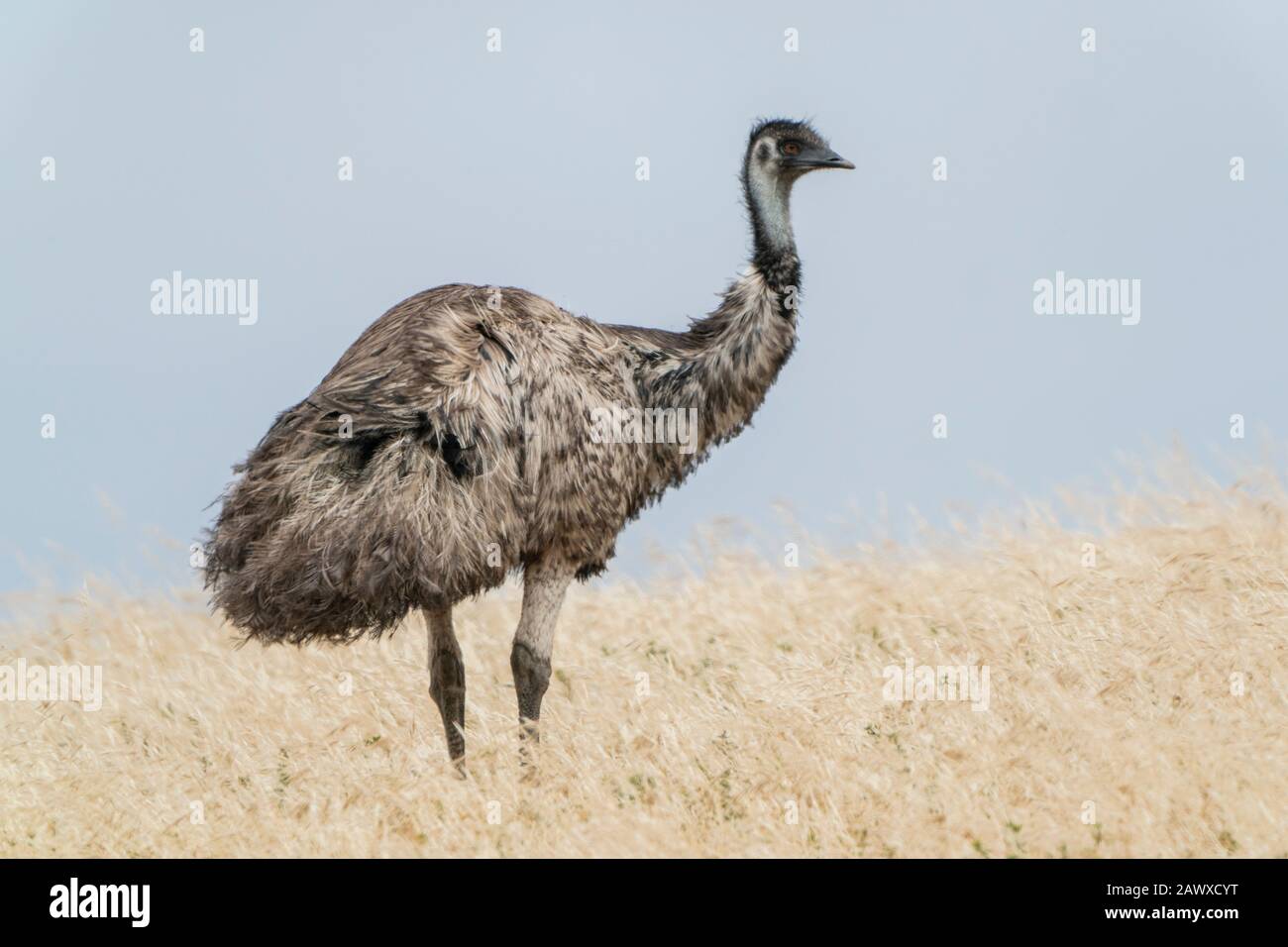 emu (Dromaius novaehollandiae) adult standing in field with short ...