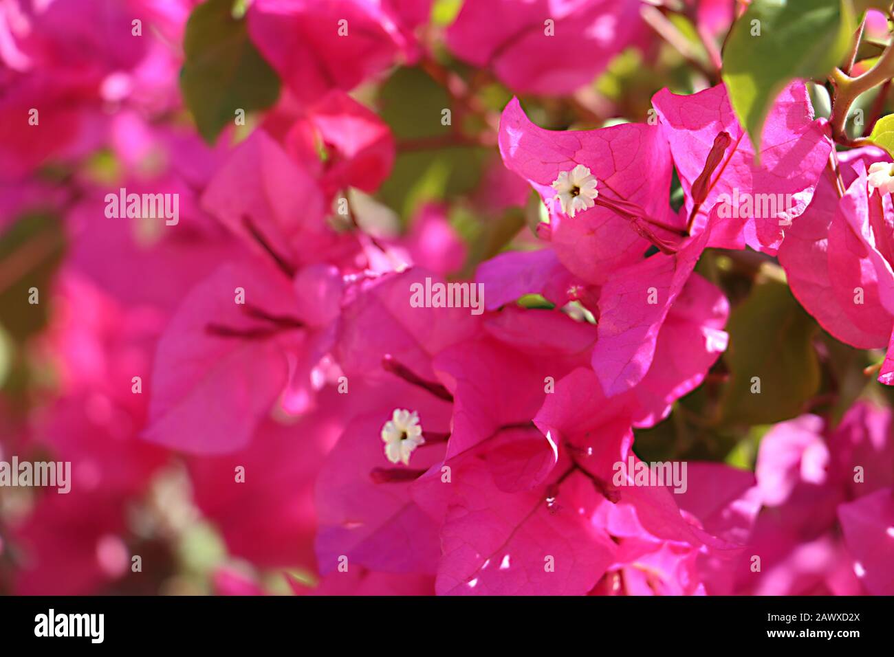 Red Flowers in the Garden, Sharm El-sheikh, Egypt Stock Photo - Alamy