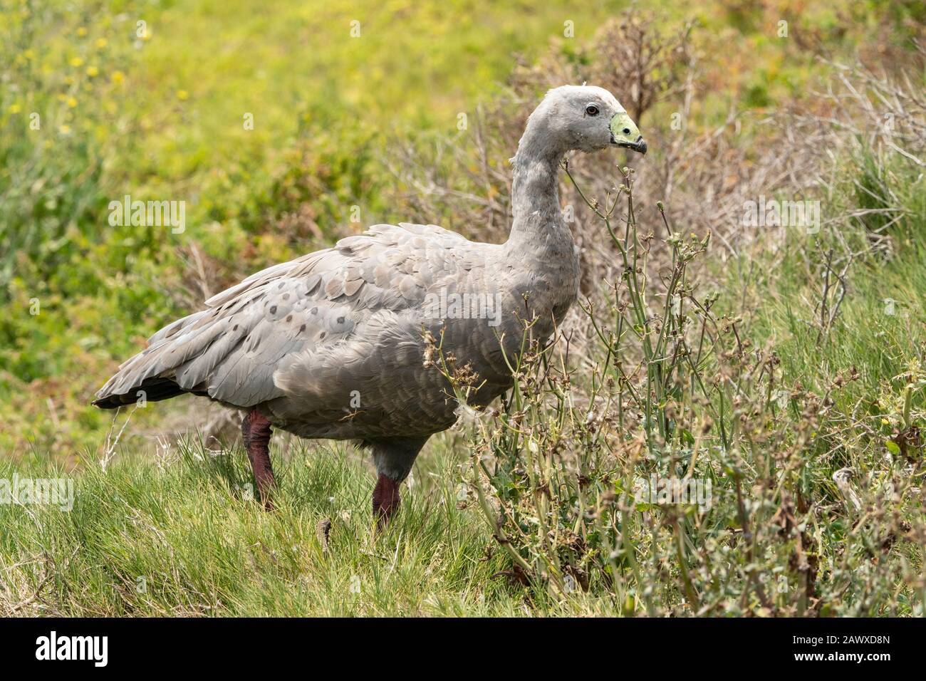 Cape Barren goose (Cereopsis novaehollandiae), adult feeding in short ...