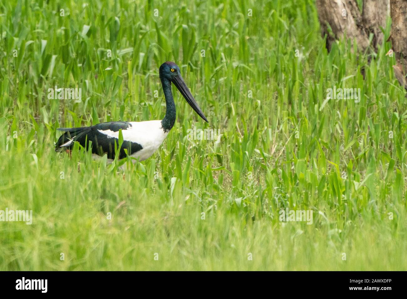 Stork eating frog hi-res stock photography and images - Alamy