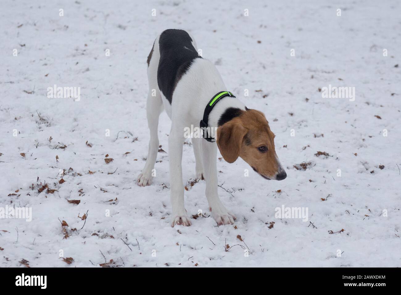 What Color Are Colombian Fino Hound Dogs