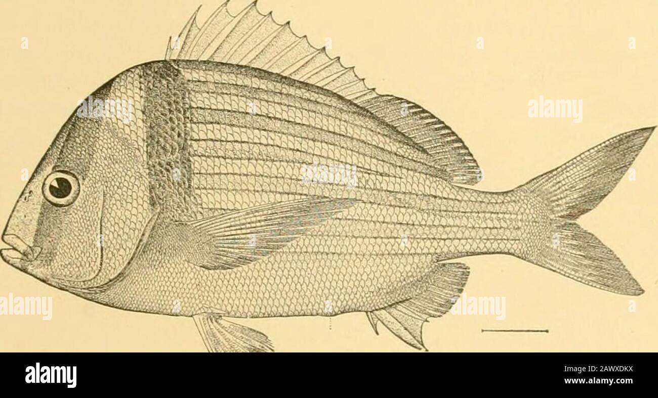 Grunt fish mouth hi-res stock photography and images - Alamy