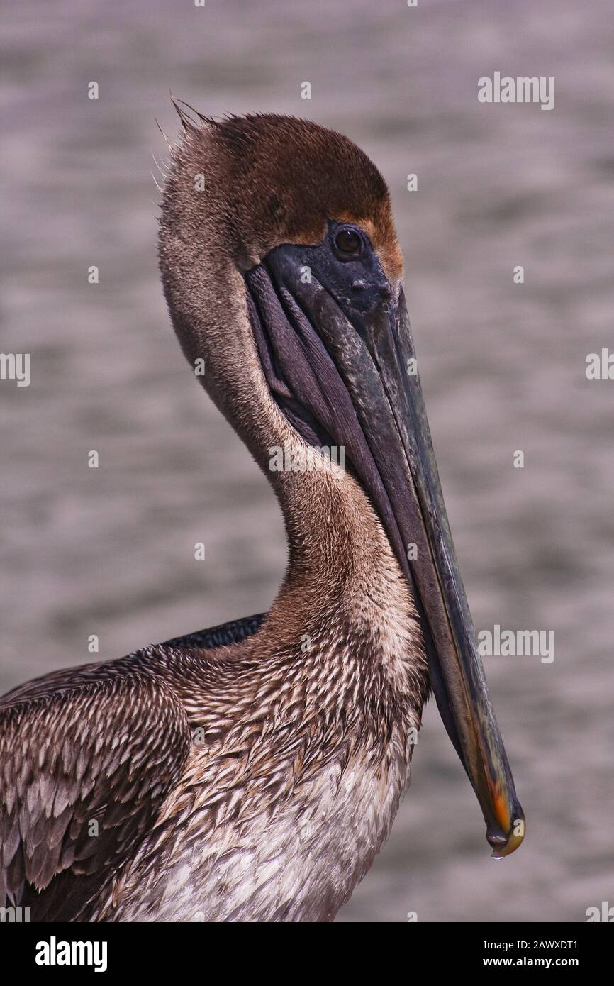 Close up of the head and bill of an American White Ibis, Florida, USA ...